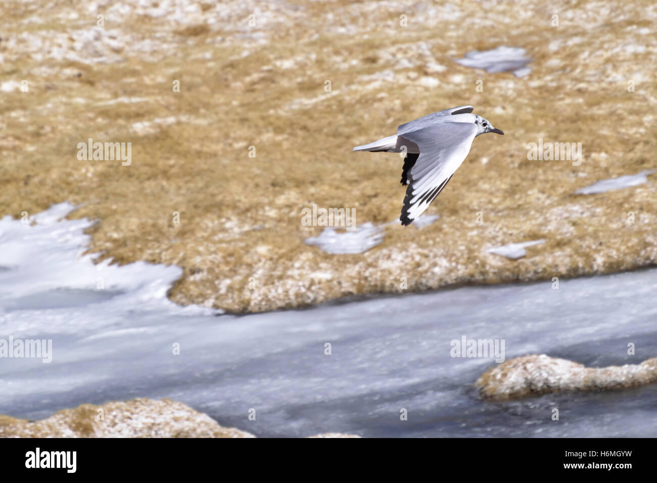Bird Flying Over Desert Landscape High Resolution Stock Photography and ...