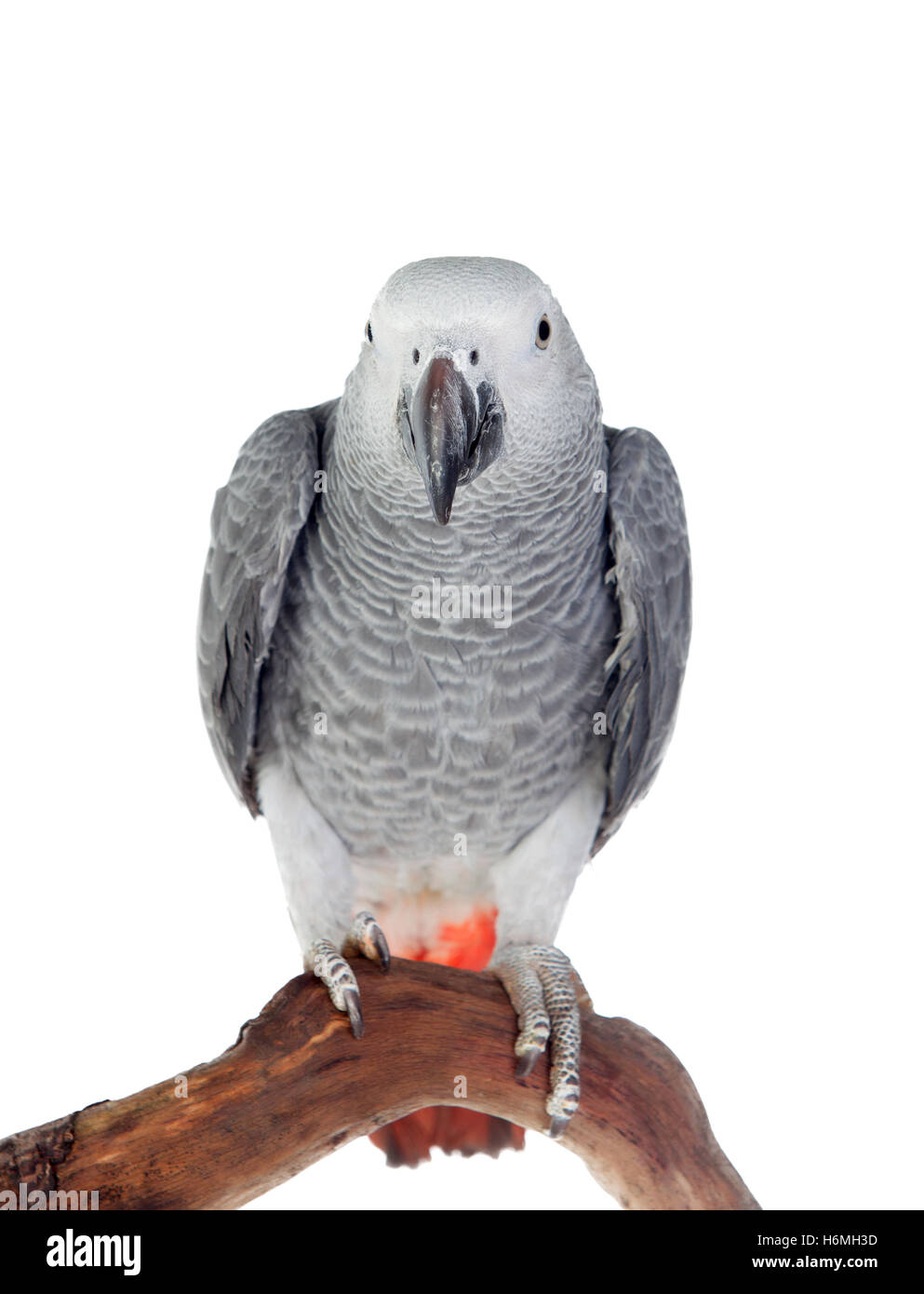 Pretty red-tailed gray parrot isolated on white background Stock Photo ...