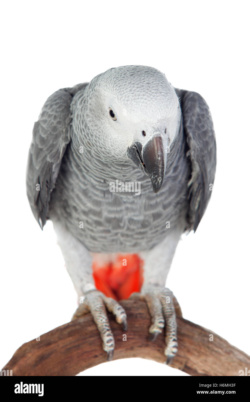 Pretty red-tailed gray parrot isolated on white background Stock Photo ...