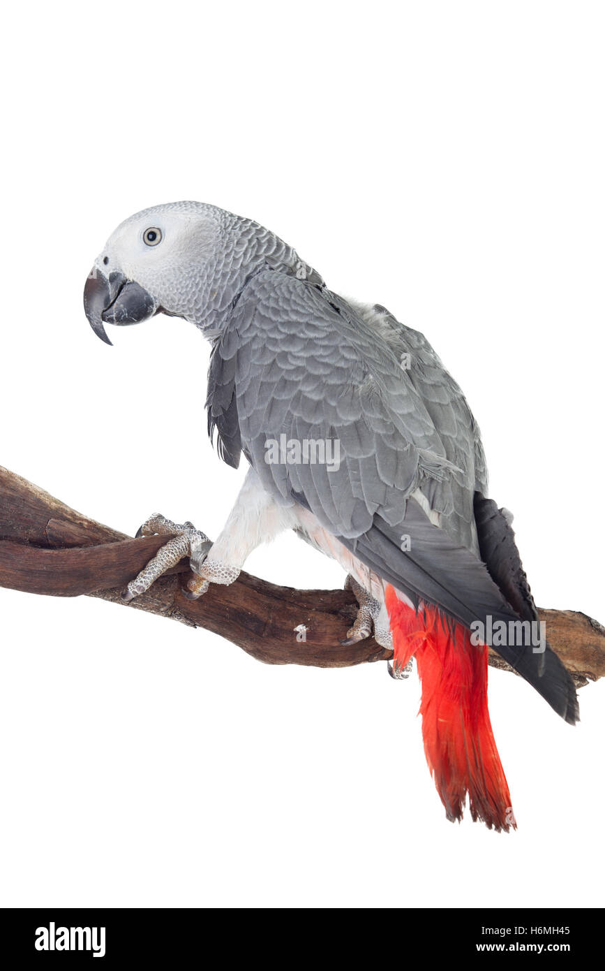 Pretty red-tailed gray parrot isolated on white background Stock Photo ...