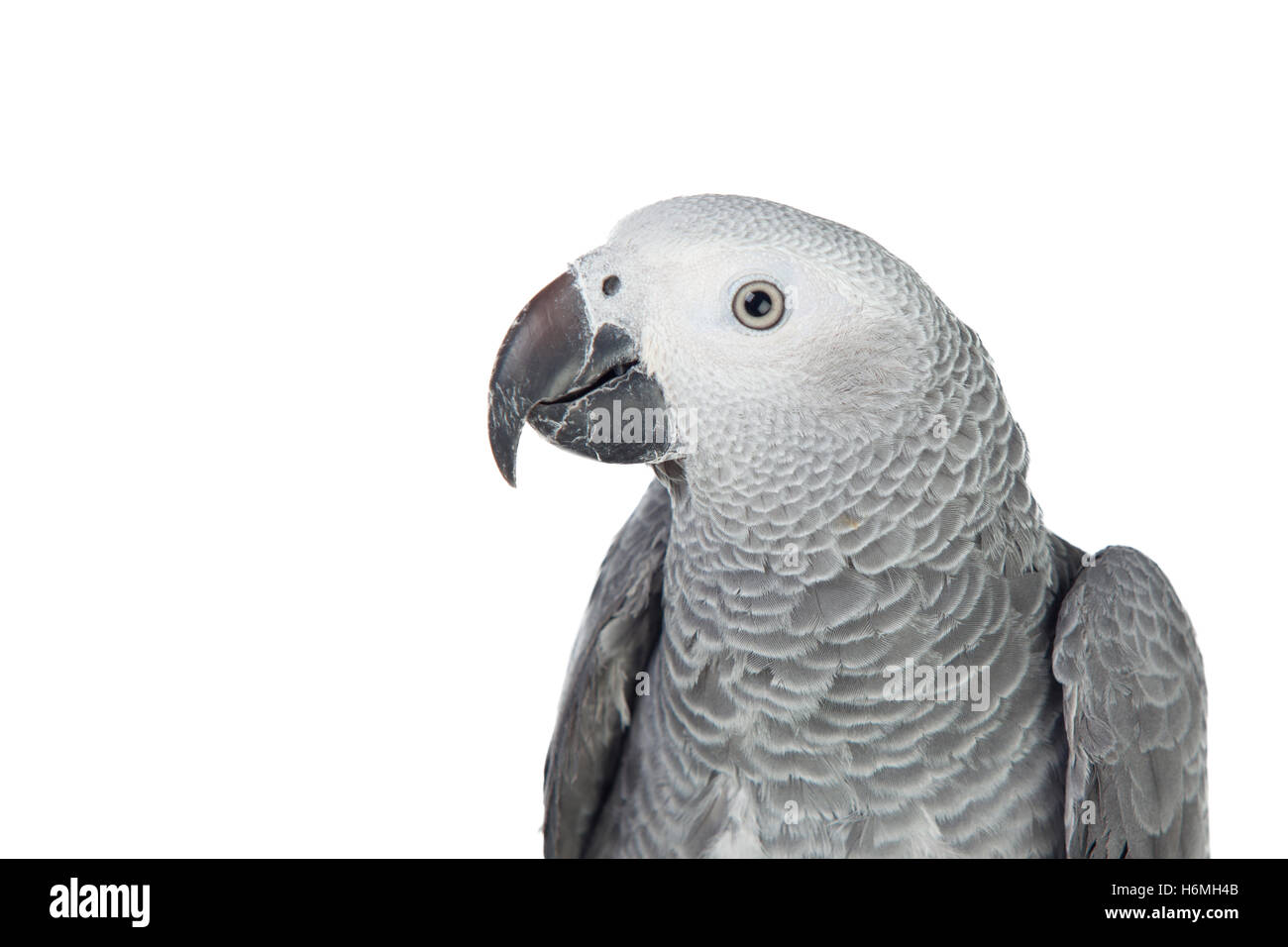 Pretty red-tailed gray parrot isolated on white background Stock Photo ...