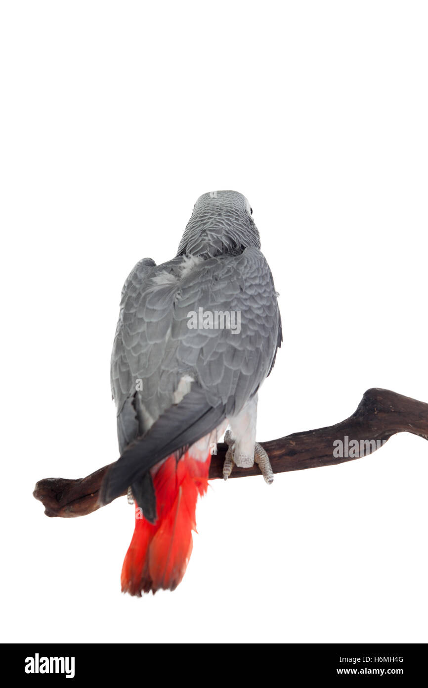Plumage pretty Cut Out Stock Images & Pictures - Alamy