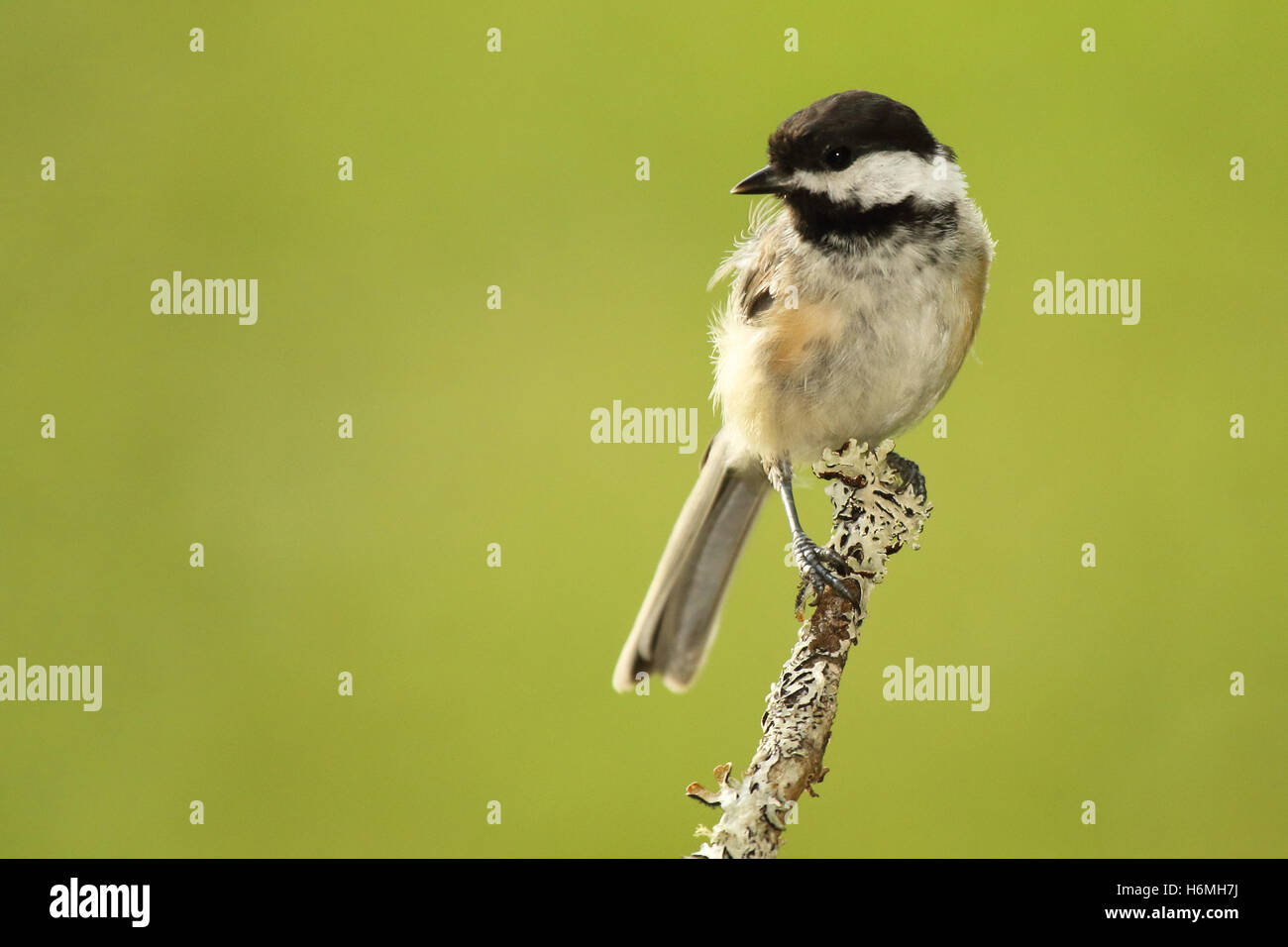 A Black-capped Chickadee looking back Stock Photo - Alamy