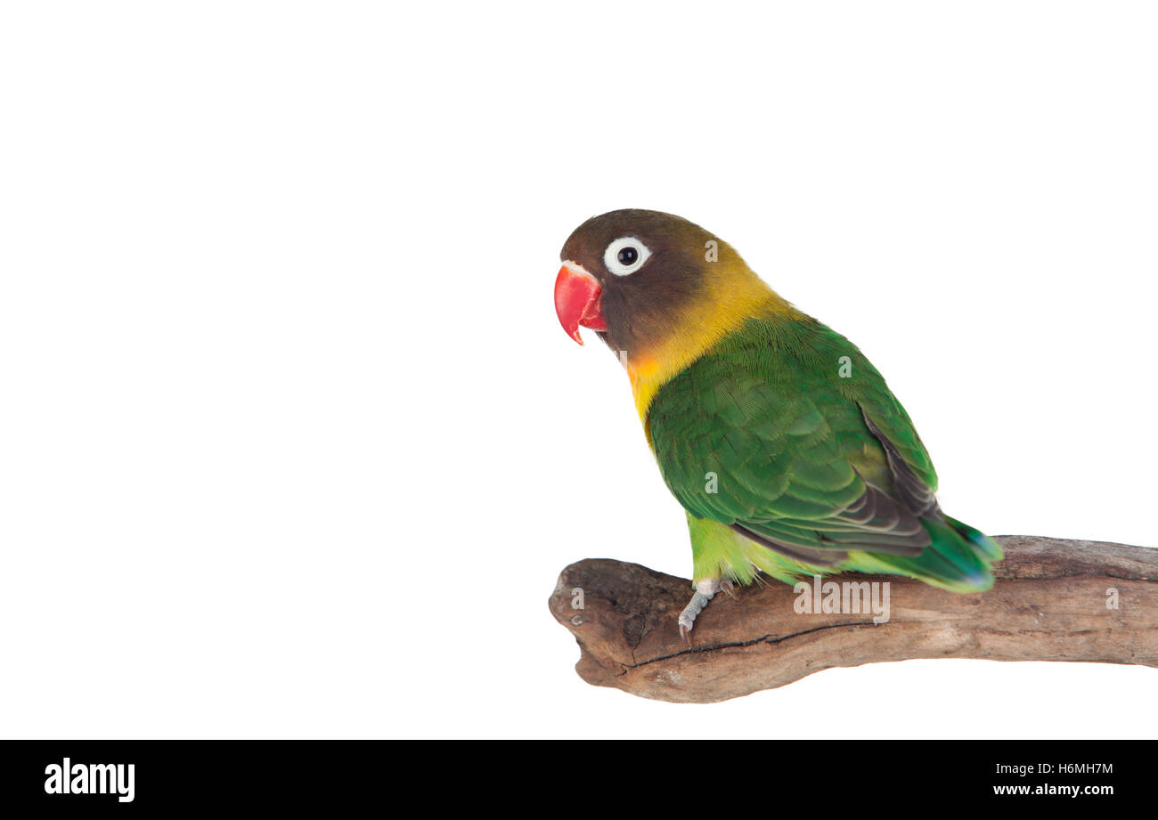 Red plumage on head Cut Out Stock Images & Pictures - Alamy