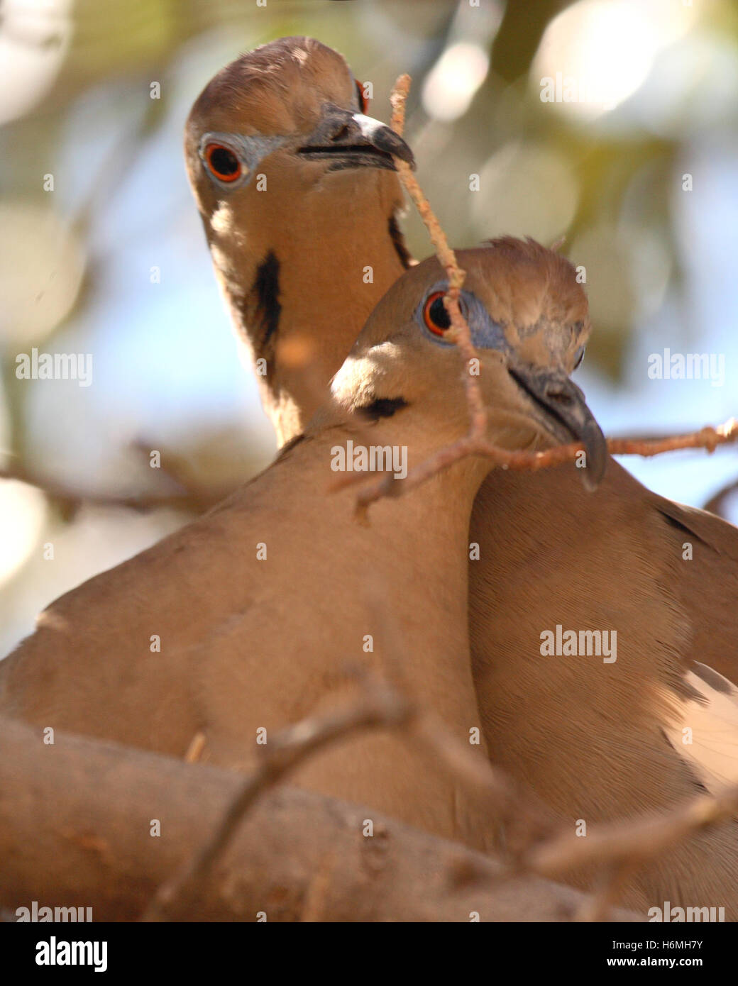 Nest building as a courtship behavior between a mating pair of White ...