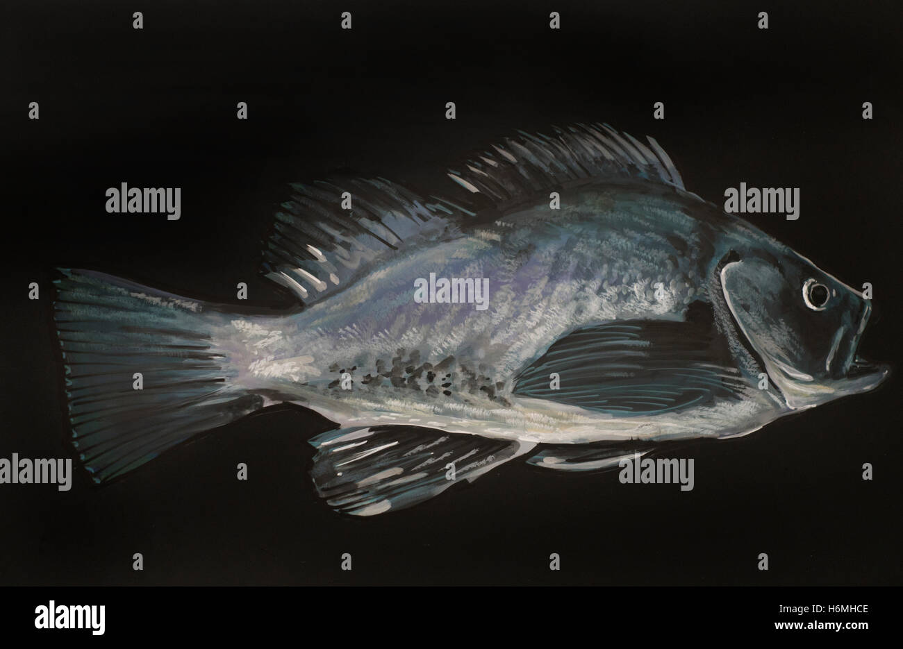 Fish drawing hi-res stock photography and images - Alamy