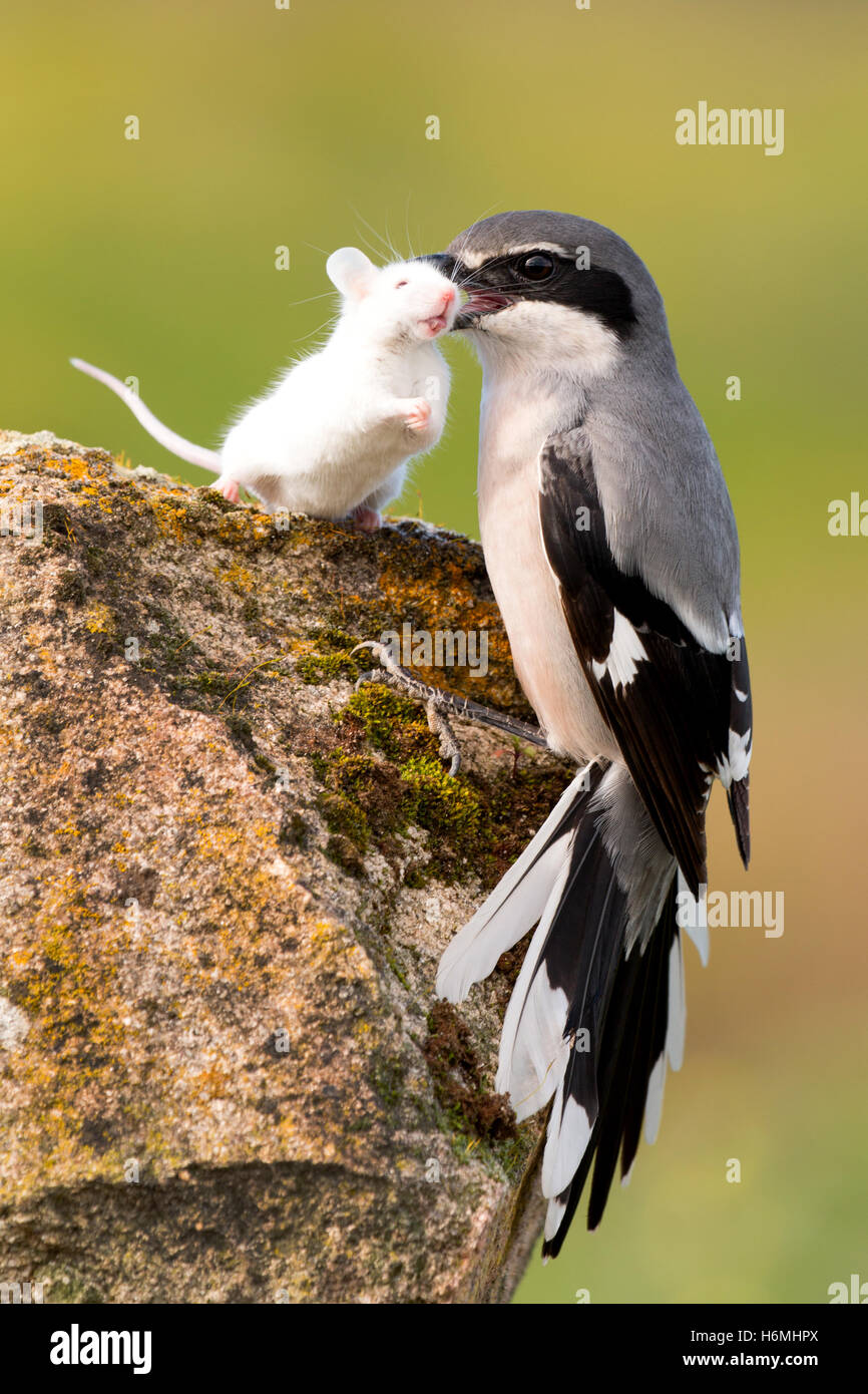 Beautiful bird trapping their prey, a white mouse Stock Photo - Alamy