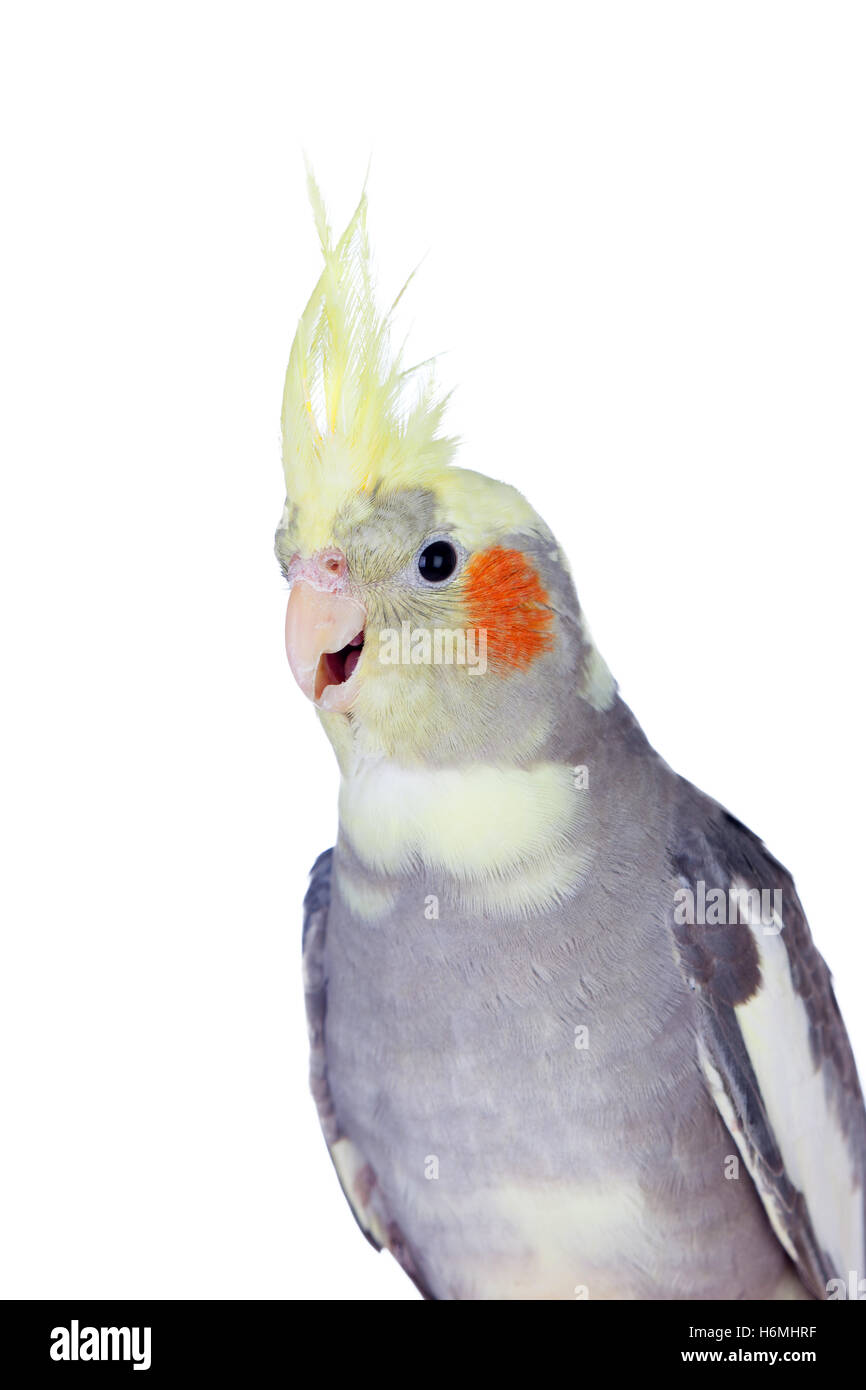 Beautiful parrot nymph gray with yellow crest isolated on a white ...