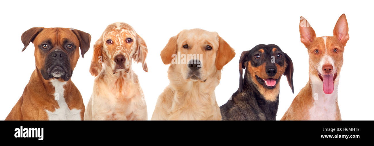 Differents dogs looking at camera isolated on a white background Stock ...