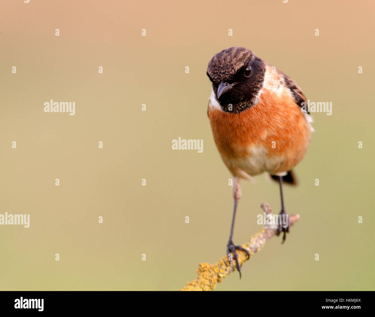 Nice specimen of male Stonechat with flowered background Stock Photo ...