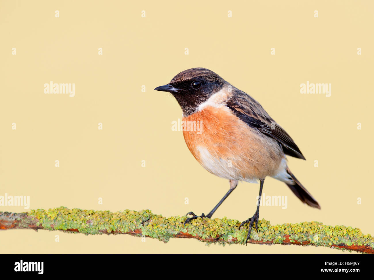 Nice specimen of male Stonechat with flowered background Stock Photo ...