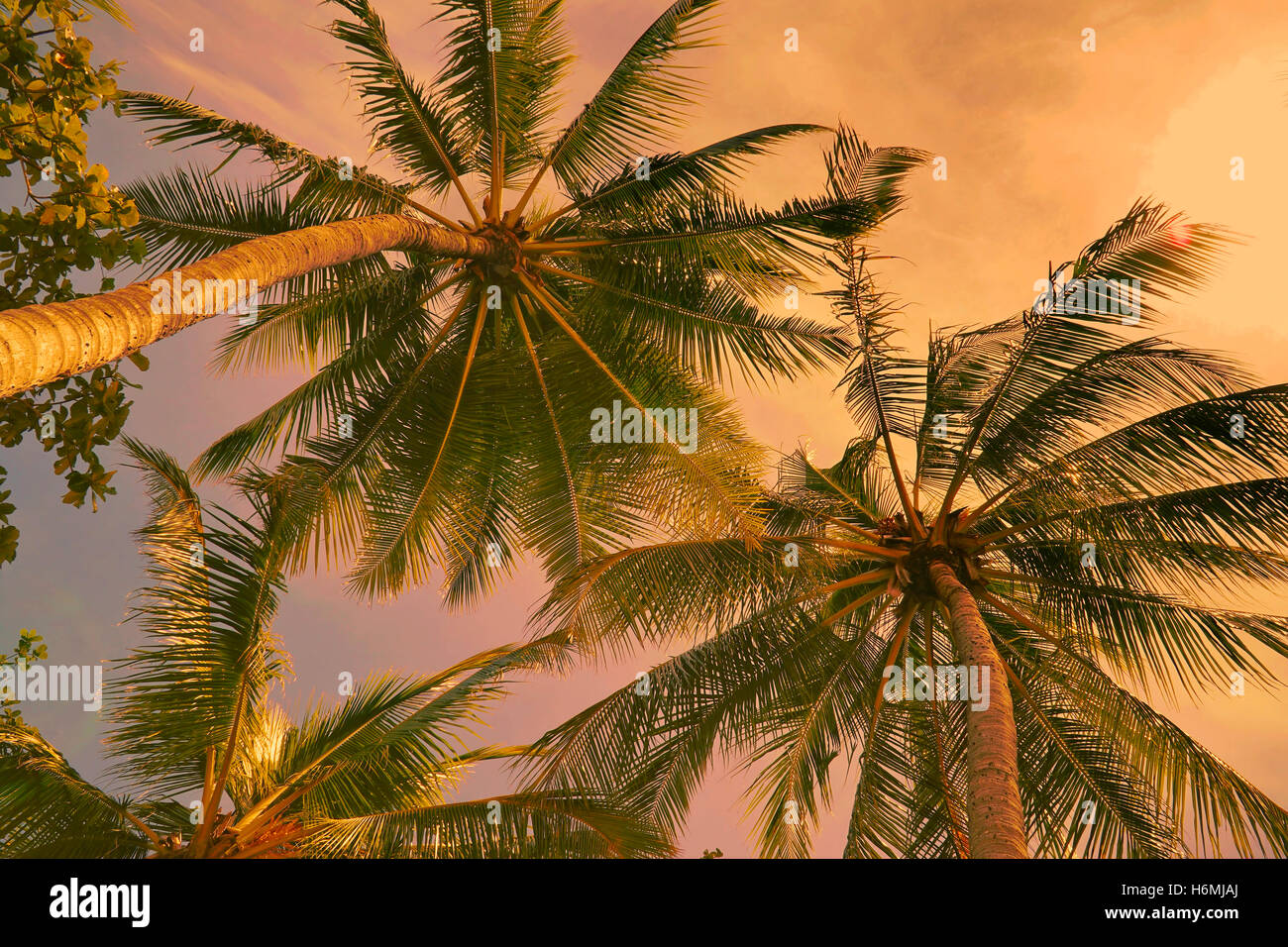 Coconut trees at the beach hi-res stock photography and images - Alamy