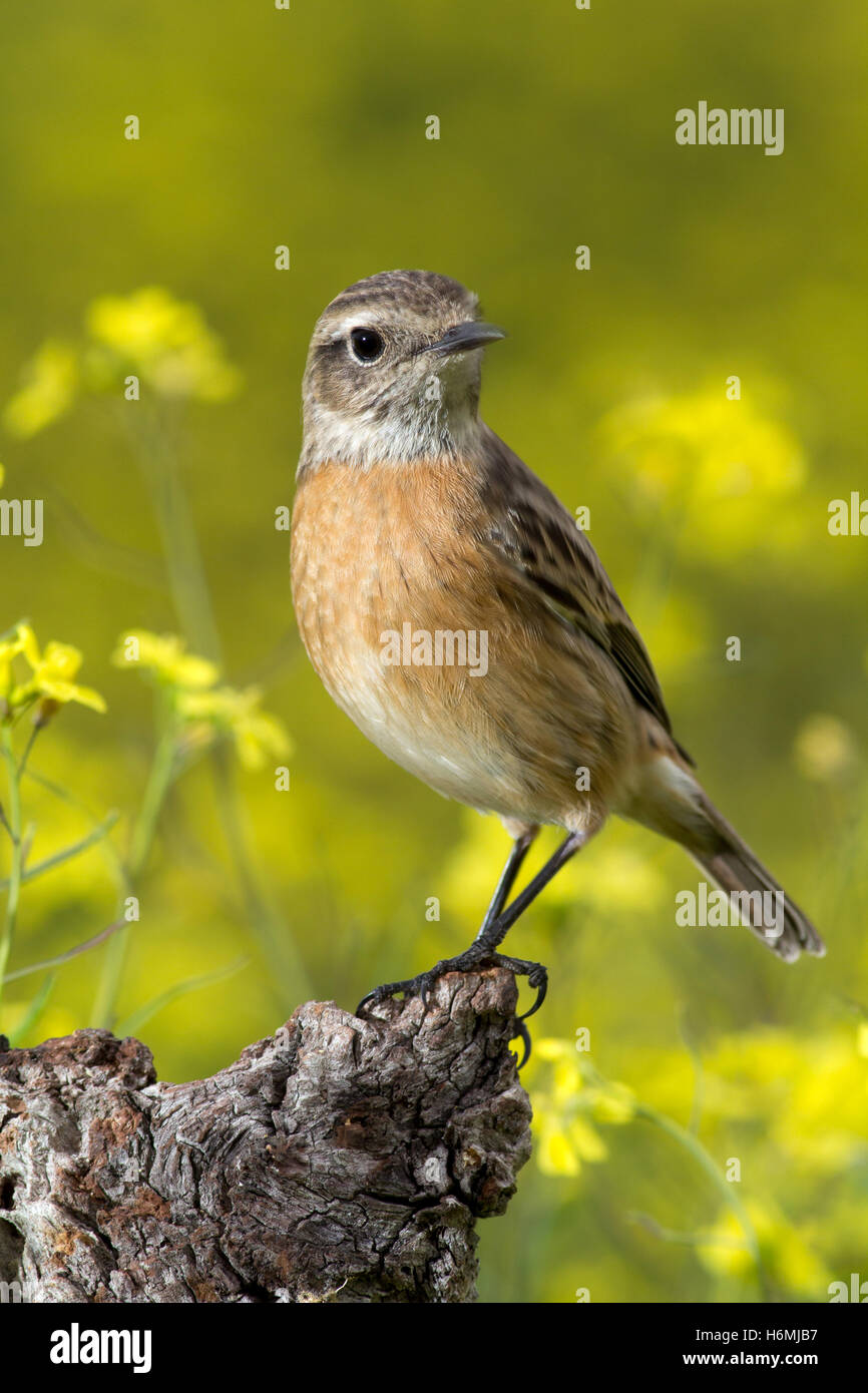 Nice specimen of female Stonechat with flowered background Stock Photo ...