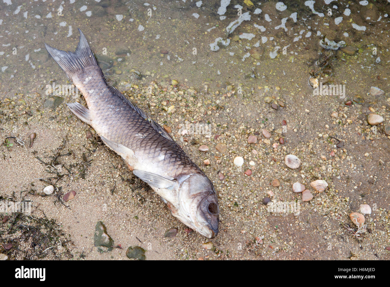 Dead fish pollution hi-res stock photography and images - Alamy