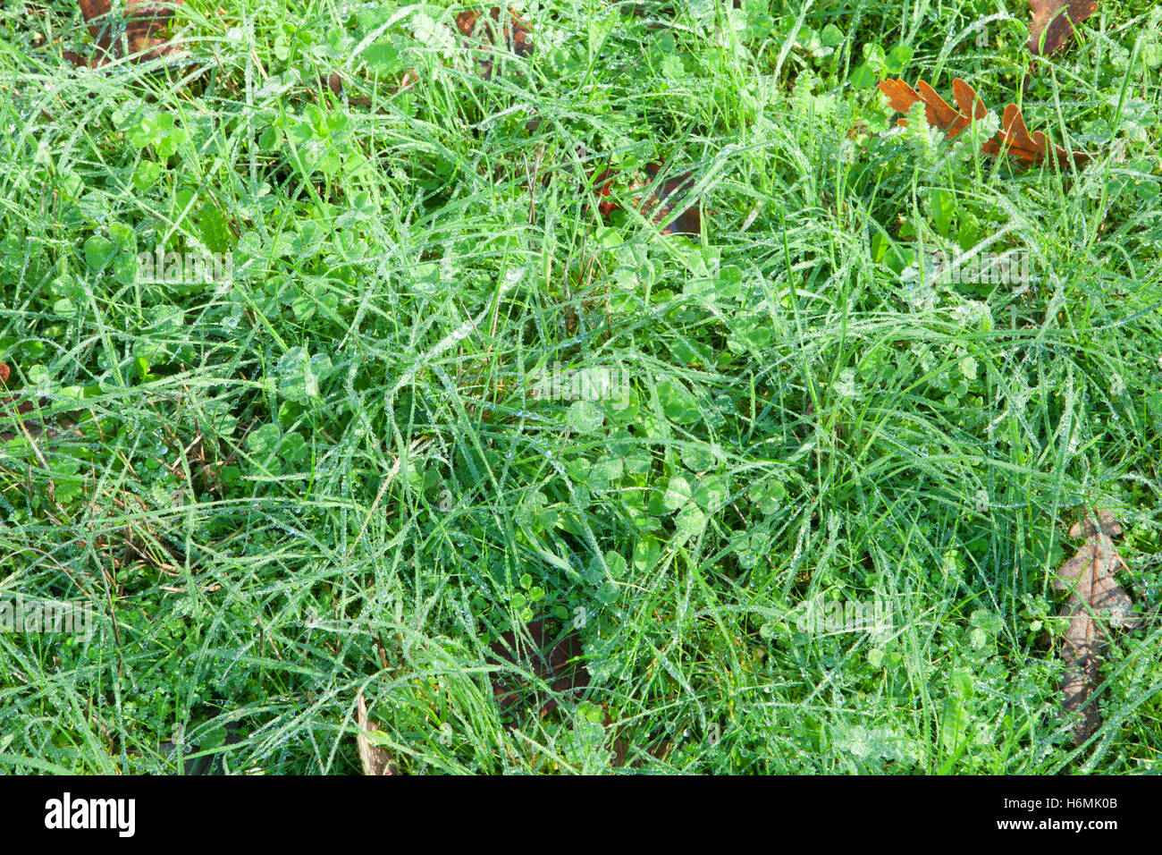 Dense foliage of wild grass for wallpaper Stock Photo - Alamy