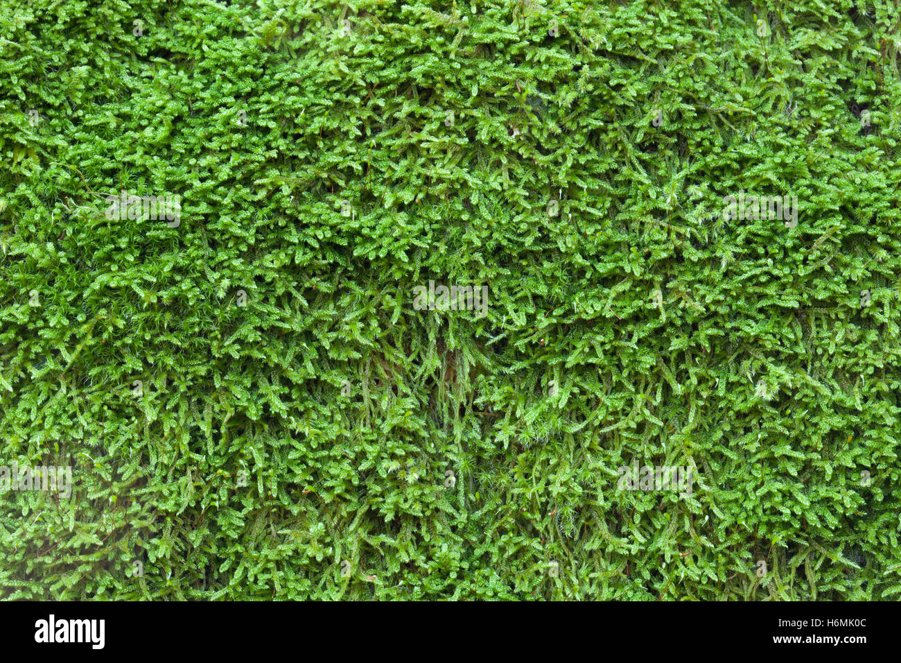Moss texture hi-res stock photography and images - Alamy