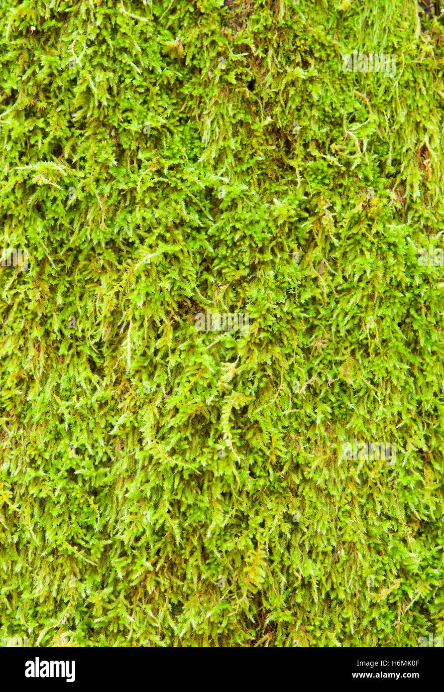 Close up moss Texture to use as wallpaper Stock Photo - Alamy