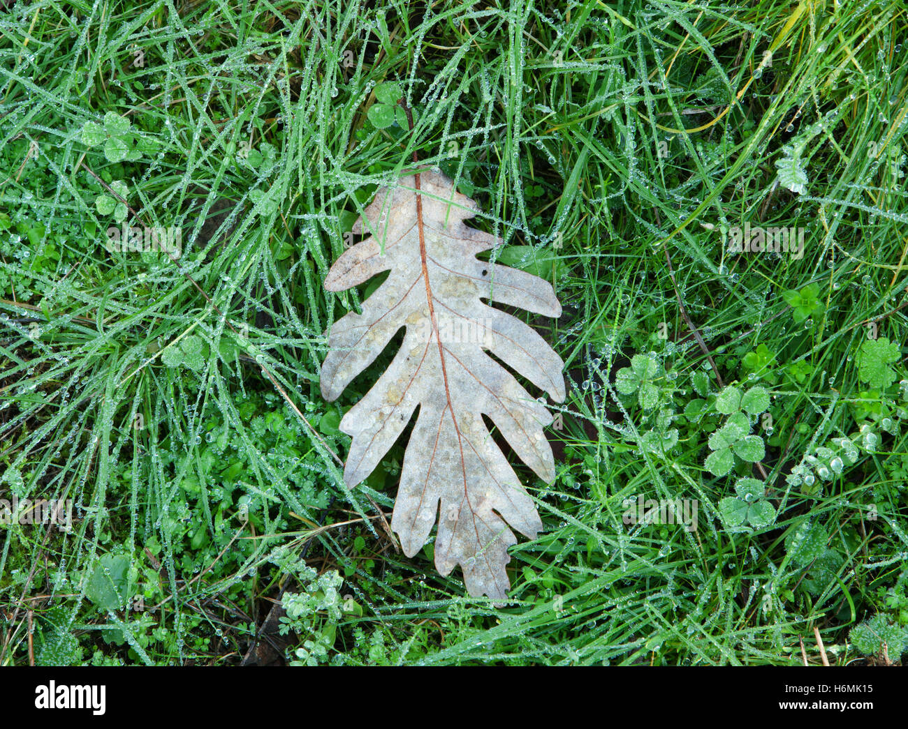 Withered oak hi-res stock photography and images - Alamy