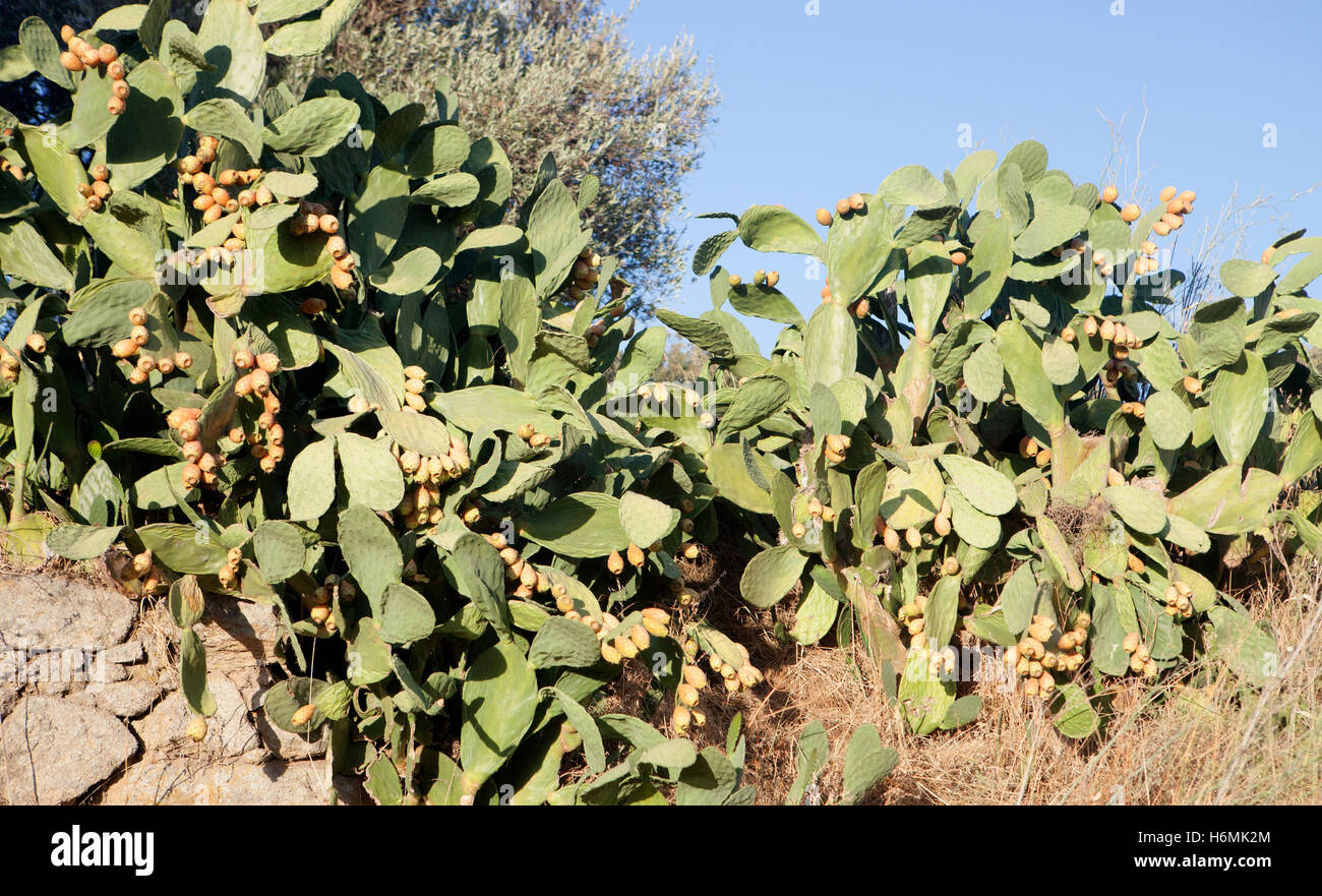 Wild prickly pear fruit filled with thorns Stock Photo - Alamy