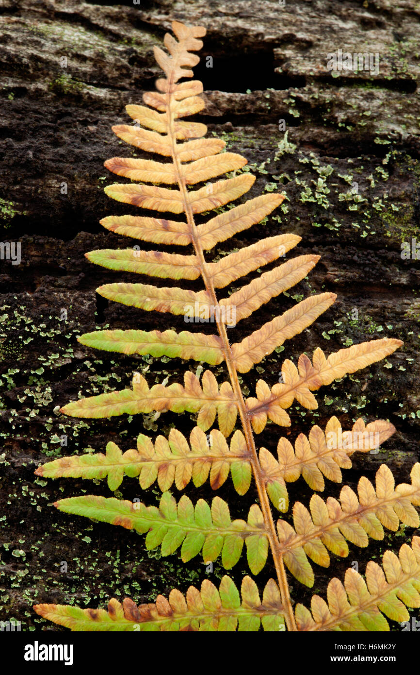 Golden fern leaf fall on a tree trunk Stock Photo - Alamy