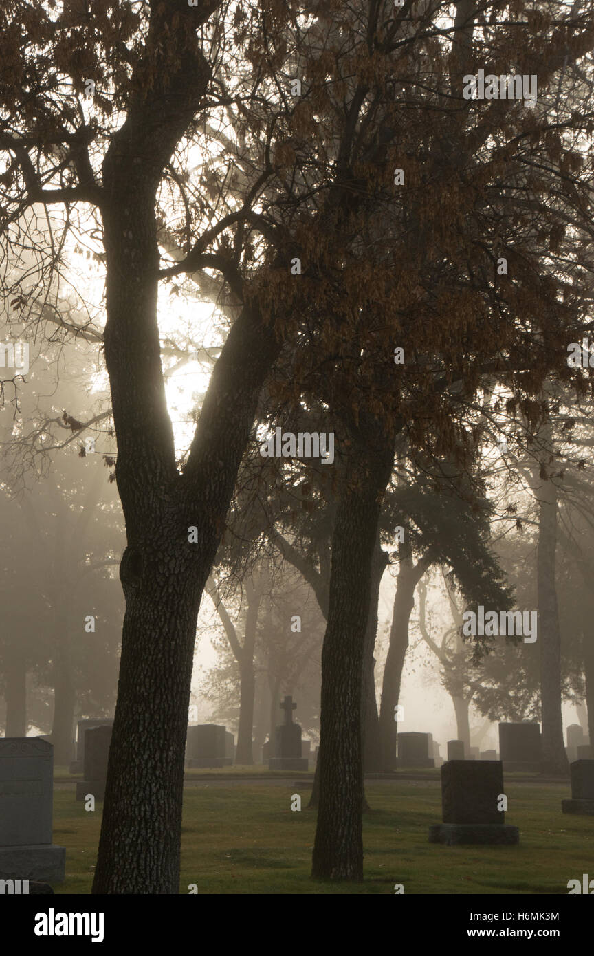 Old Tombstones and Deciduous Trees in a Cemetery Shrouded with Morning ...