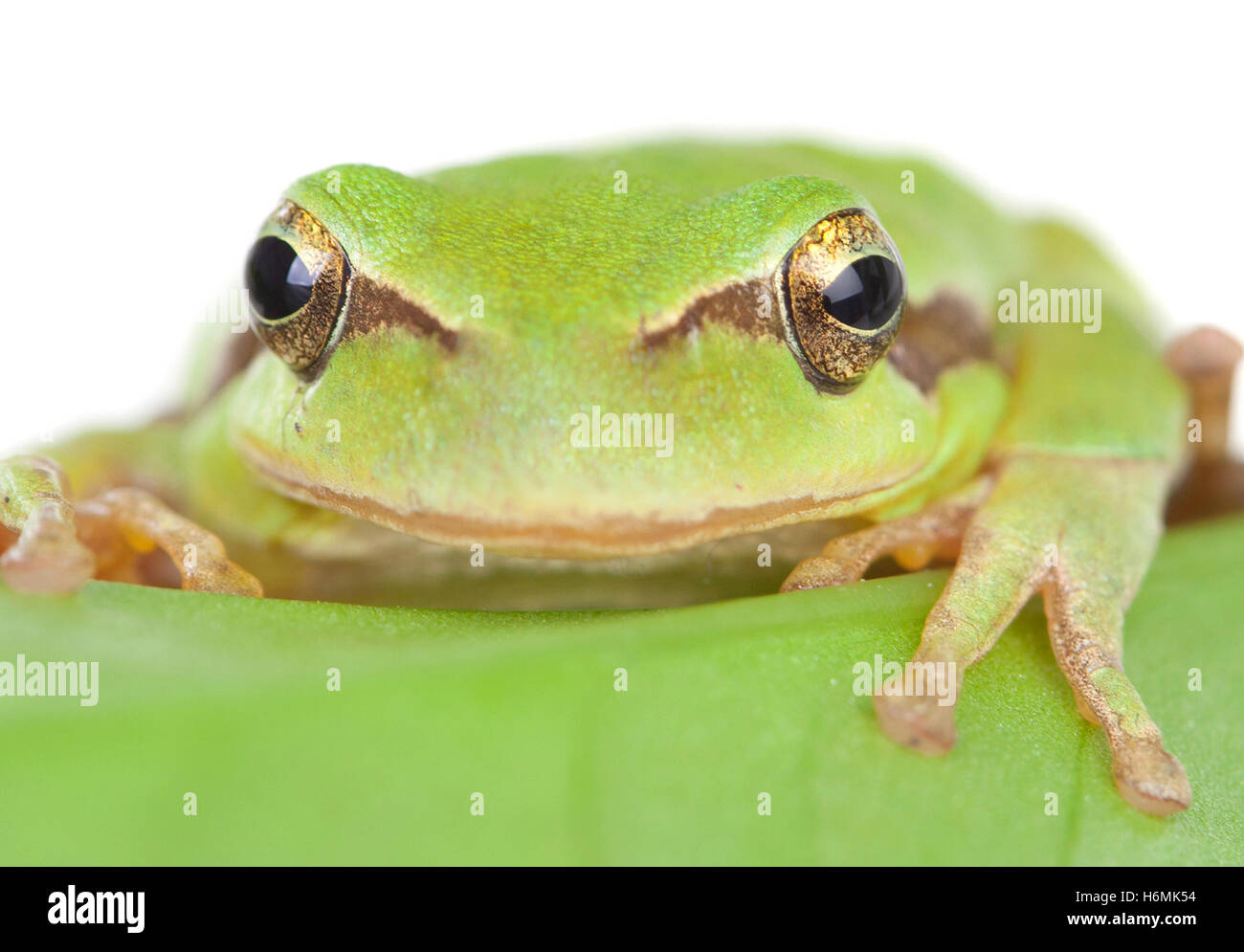 Green frog with bulging eyes golden on a leaf isolated on white ...