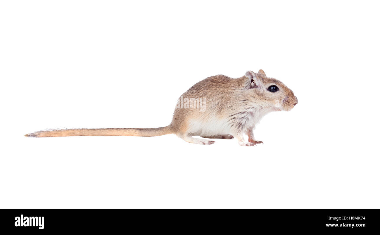 Profile of a funny gergil isolated on a white background Stock Photo ...