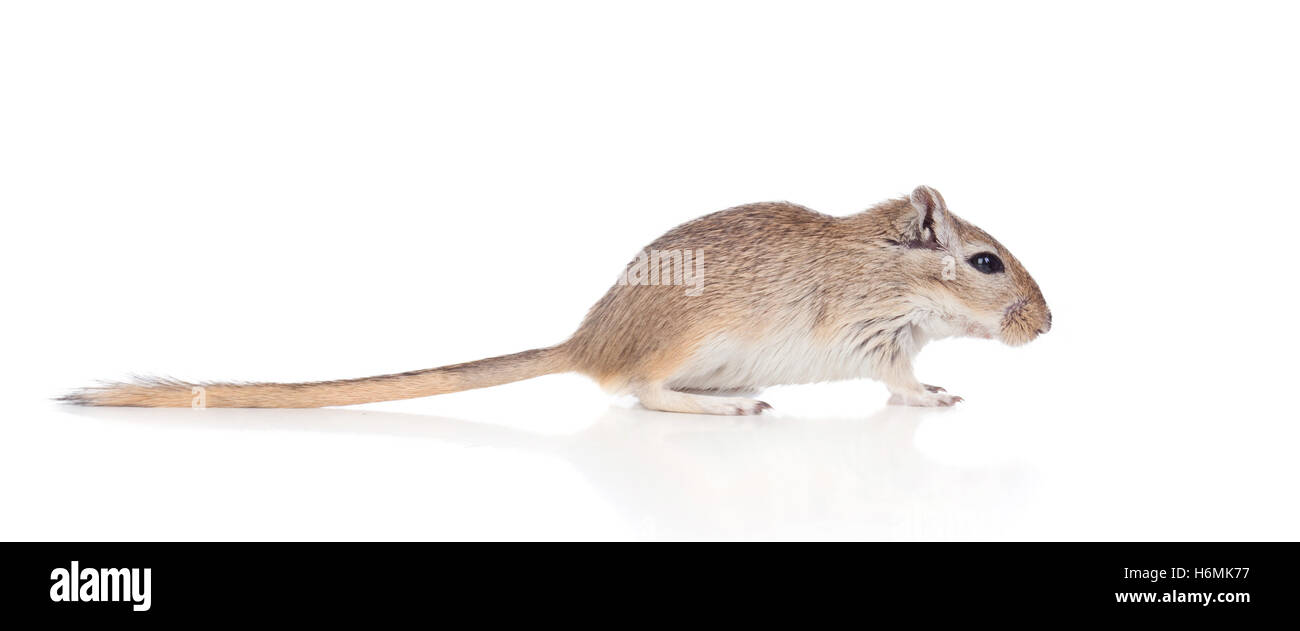 Profile of a funny gergil isolated on a white background Stock Photo ...