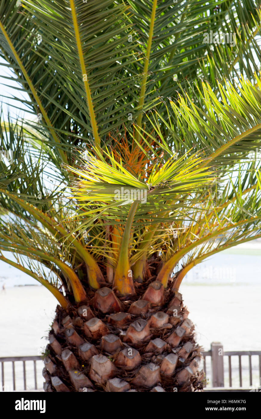 Picture of a palm tree close up view Stock Photo - Alamy