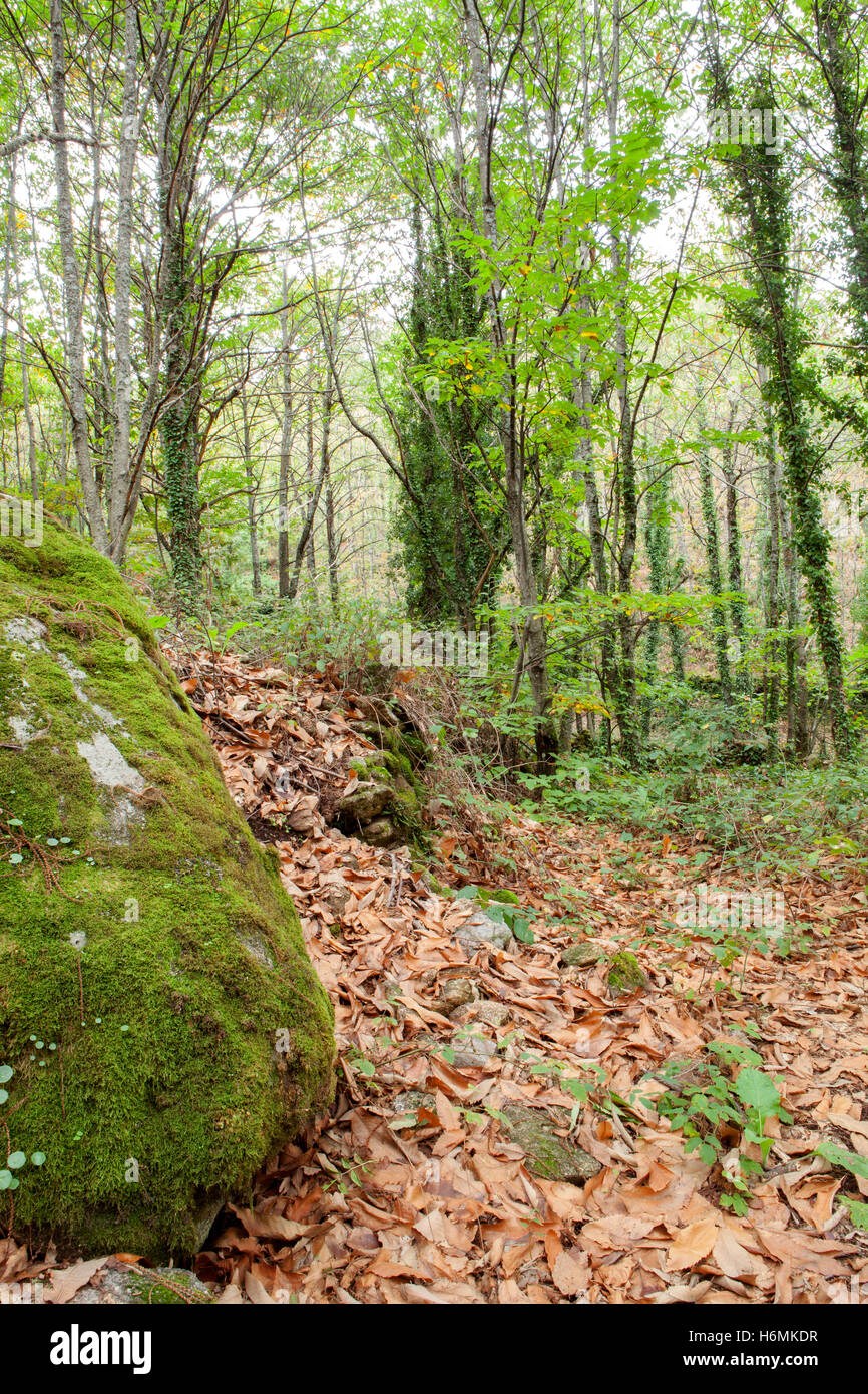 The forest in autumn with trees full of brown leaves to fall Stock ...