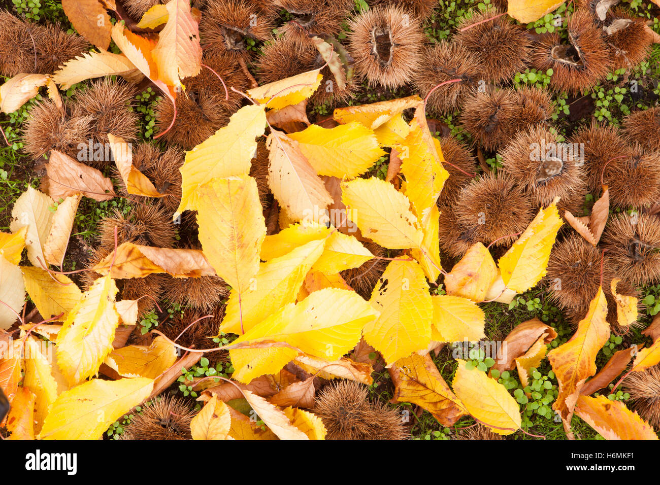 Chestnut spiky pod hi-res stock photography and images - Alamy