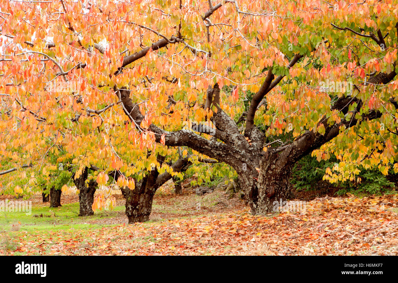 Autumn cherry tree hi-res stock photography and images - Alamy