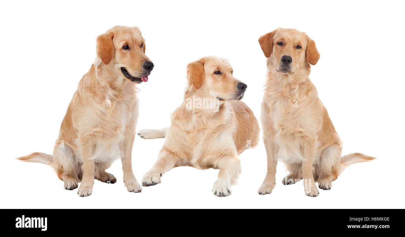 Three Golden Retriever dogs breed in isolated studio on white ...