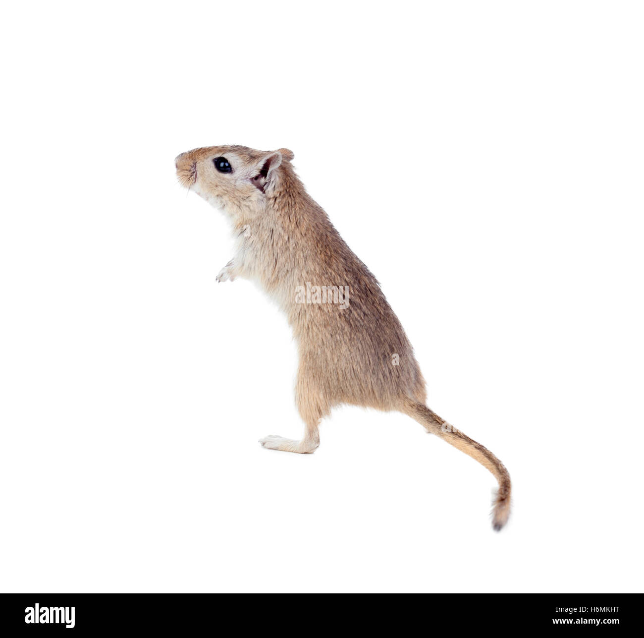 Profile of a funny gergil isolated on a white background Stock Photo ...