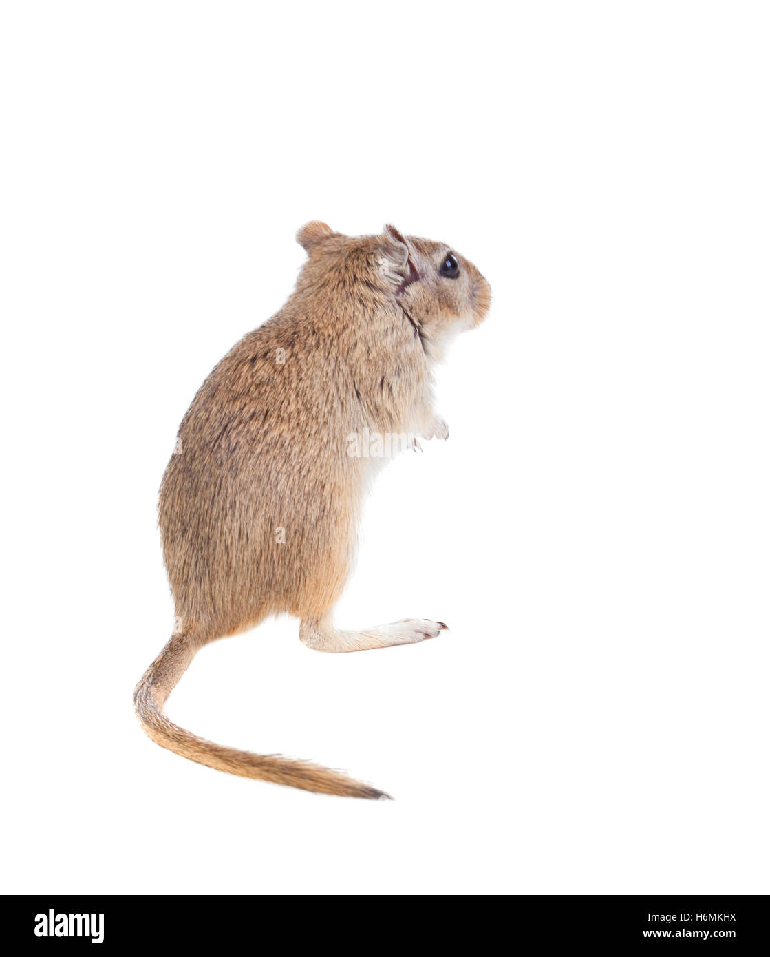Back of a funny gergil isolated on a white background Stock Photo - Alamy