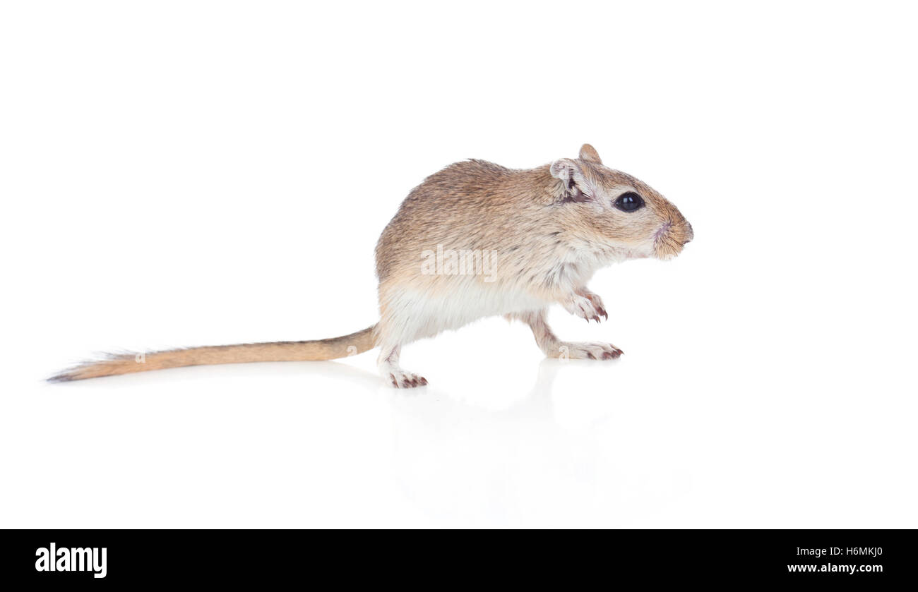 Profile of a funny gergil isolated on a white background Stock Photo ...
