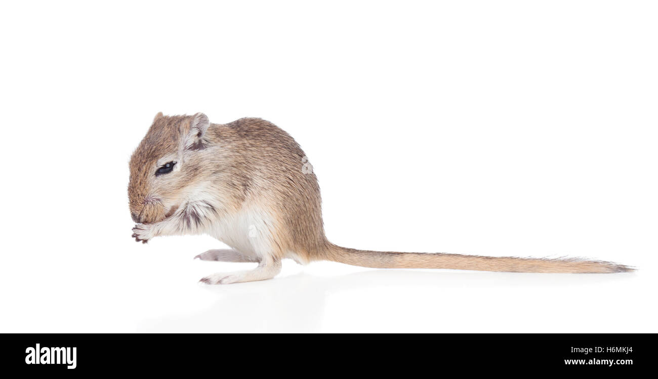 Profile of a funny gergil isolated on a white background Stock Photo ...