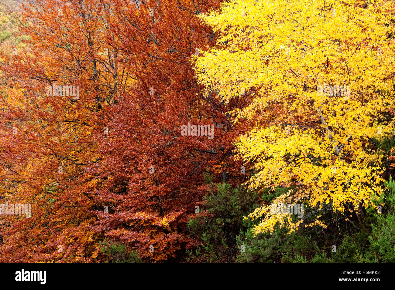 Forest with a different range of colors in autumn Stock Photo - Alamy