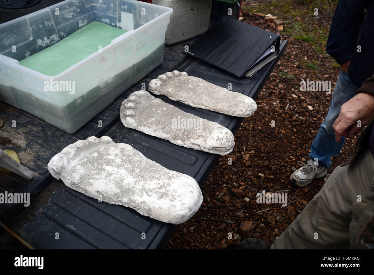 Sasquatch hunters show a set of plaster casts of alleged Bigfoot tracks ...