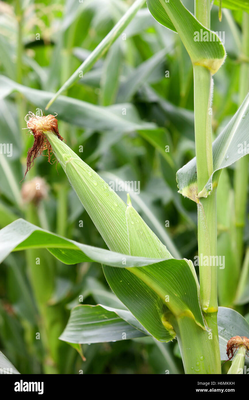 Planting corn with high green plants Stock Photo - Alamy