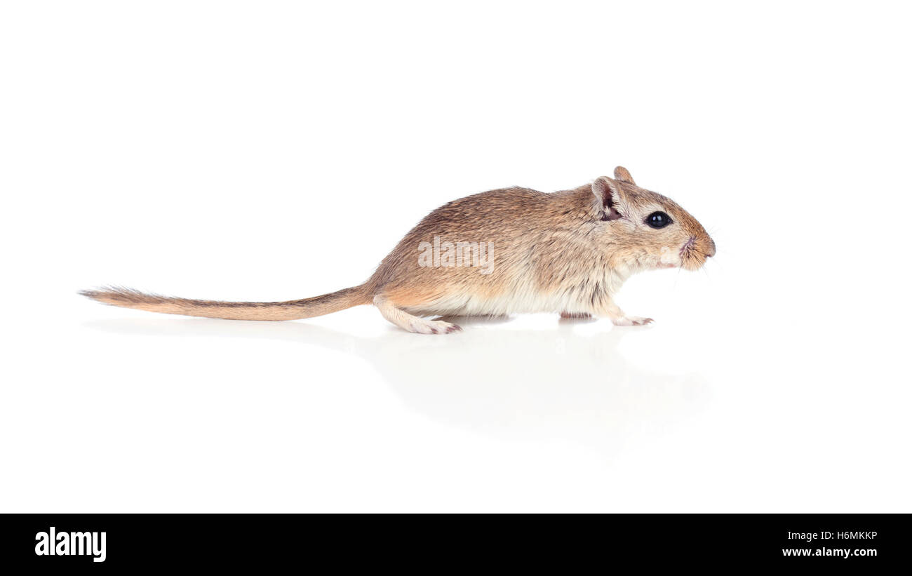 Profile of a funny gergil isolated on a white background Stock Photo ...