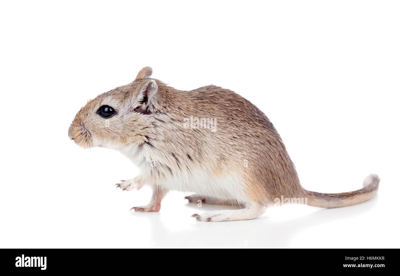 Gerbil Anatomy Shop Online | www.pinnaxis.com