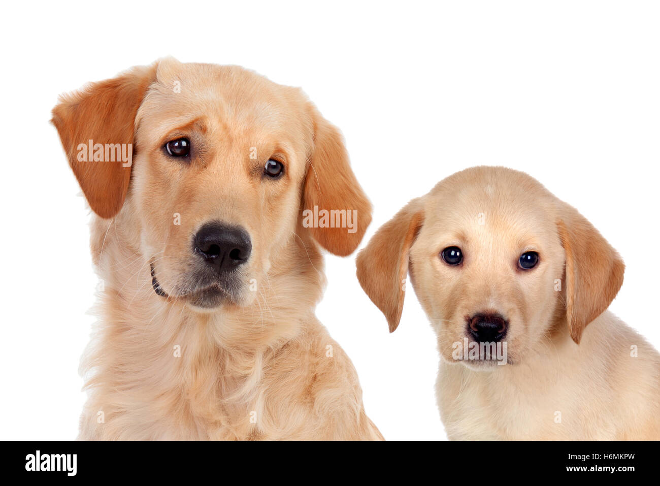 Beautiful cub Golden Retriever with his father isolated on white ...