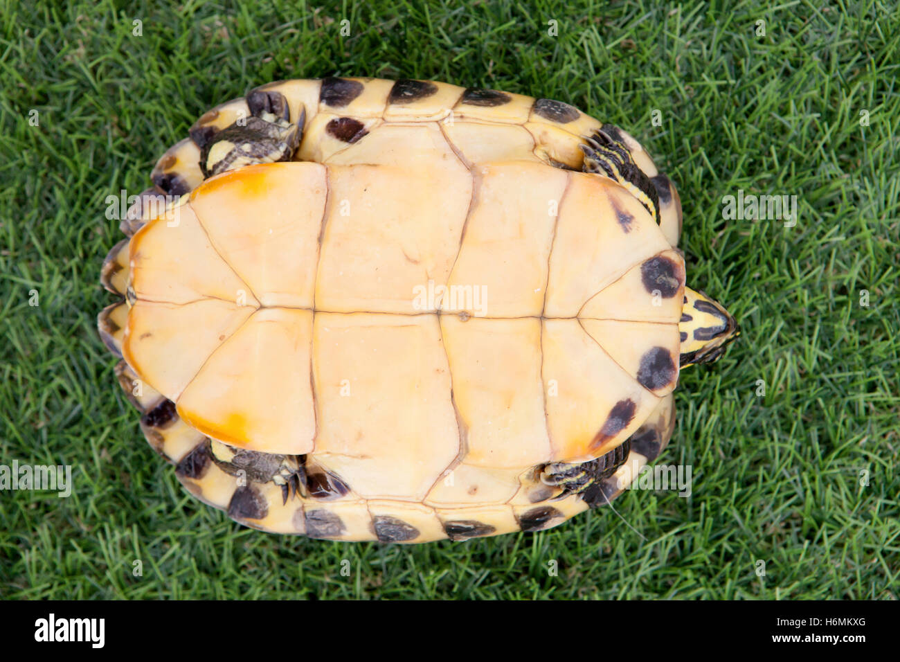 Green and yellow common turtle on the grass flipped Stock Photo - Alamy