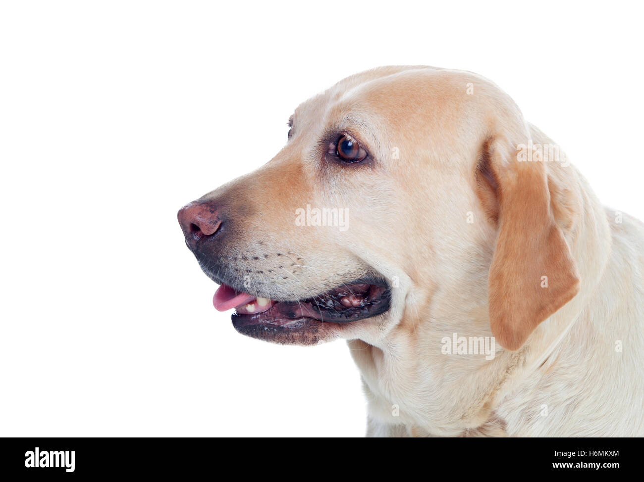 Nice golden labrador dog isolated on a white background Stock Photo - Alamy