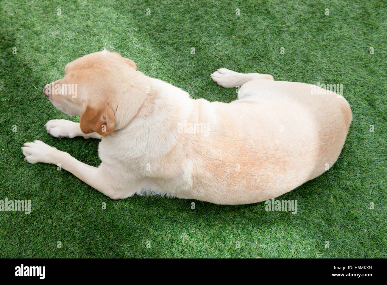Nice golden labrador dog lying on the grass seen from above Stock Photo ...