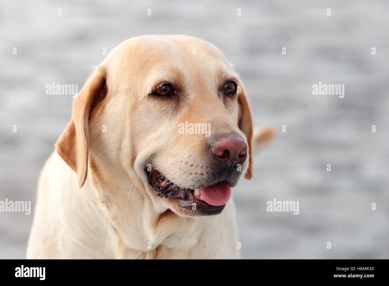 Nice golden labrador dog showing the tongue Stock Photo - Alamy