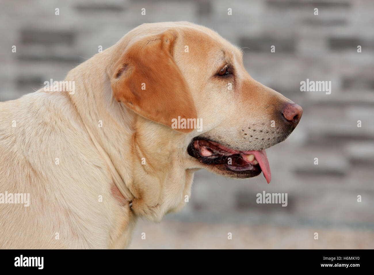 Nice golden labrador dog showing the tongue Stock Photo - Alamy