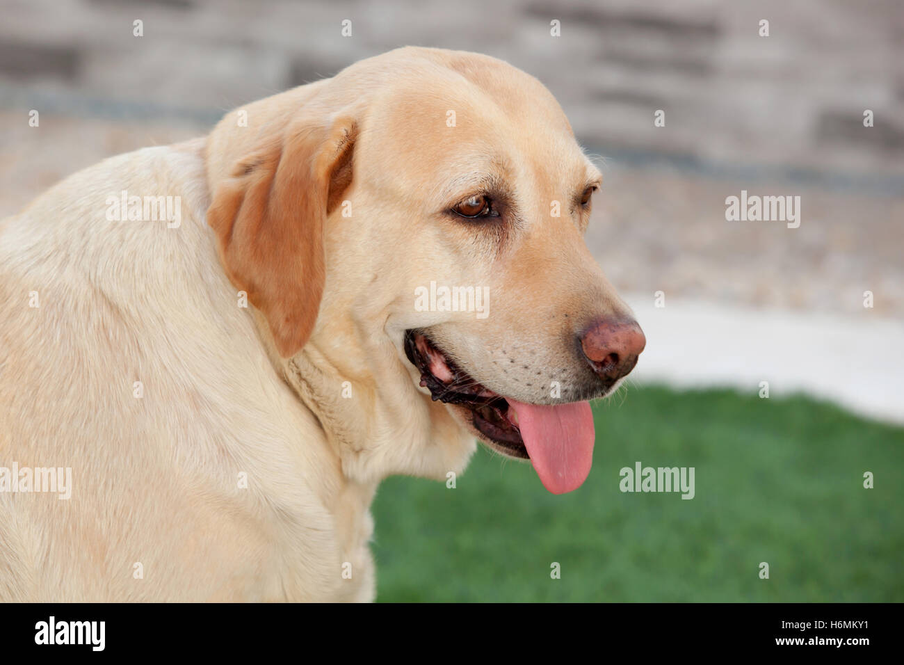 Nice golden labrador dog showing the tongue Stock Photo - Alamy