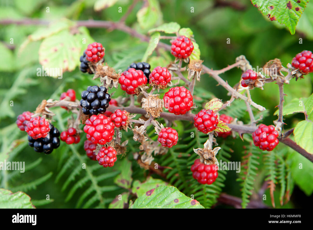 Plant full of red and black blackberries Stock Photo - Alamy